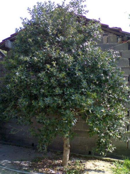 野生八角树长什么样_野生八角树图片如何辨认-第2张图片-山城妙识