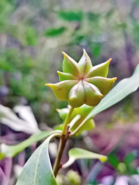 野生八角树长什么样_野生八角树图片如何辨认-第3张图片-山城妙识