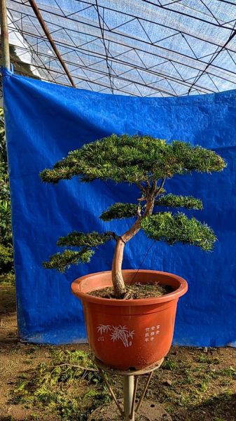 红豆杉盆景图片大全_如何养护红豆杉盆景-第1张图片-山城妙识 红豆杉盆景图片大全_如何养护红豆杉盆景-第1张图片-山城妙识