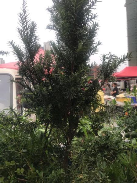 红豆杉盆景图片大全_如何养护红豆杉盆景-第2张图片-山城妙识 红豆杉盆景图片大全_如何养护红豆杉盆景-第2张图片-山城妙识