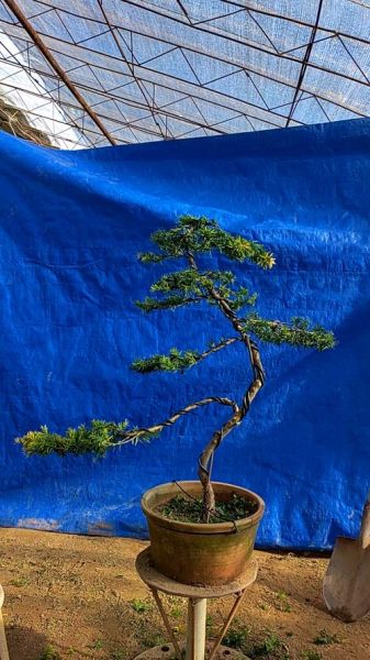 红豆杉盆景图片大全_如何养护红豆杉盆景-第3张图片-山城妙识 红豆杉盆景图片大全_如何养护红豆杉盆景-第3张图片-山城妙识