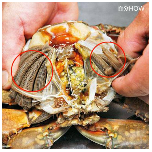 大闸蟹怎么清理内脏_大闸蟹内脏清理视频教程-第1张图片-山城妙识 大闸蟹怎么清理内脏_大闸蟹内脏清理视频教程-第1张图片-山城妙识