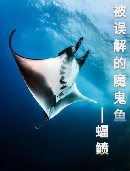 蝠鲼鱼有毒吗_蝠鲼鱼能养吗-第1张图片-山城妙识 蝠鲼鱼有毒吗_蝠鲼鱼能养吗-第1张图片-山城妙识