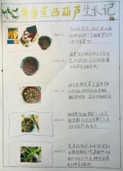 节瓜种子发芽需要几天_节瓜种子怎么催芽-第1张图片-山城妙识