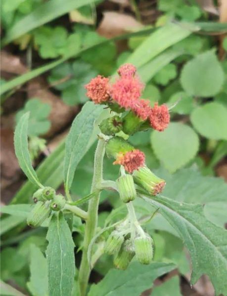 野茼蒿的功效与作用_野茼蒿的禁忌有哪些-第1张图片-山城妙识 野茼蒿的功效与作用_野茼蒿的禁忌有哪些-第1张图片-山城妙识