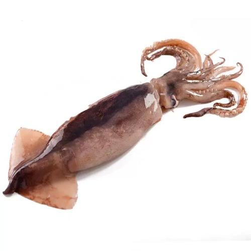 枪乌贼和鱿鱼的区别_哪个更好吃-第2张图片-山城妙识