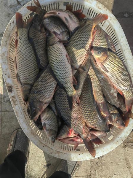 野生鱼图片怎么拍_野生鱼高清图哪里找-第2张图片-山城妙识