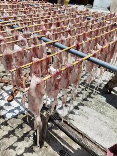 枪乌贼和鱿鱼的区别_哪个更好吃-第3张图片-山城妙识