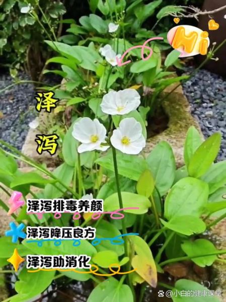 泽泻的功效与作用是什么_泽泻能减肥吗-第1张图片-山城妙识 泽泻的功效与作用是什么_泽泻能减肥吗-第1张图片-山城妙识