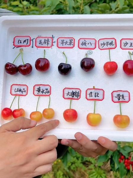樱桃品种大全图片和名字_哪种最好吃-第2张图片-山城妙识
