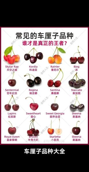 樱桃品种大全图片和名字_哪种最好吃-第3张图片-山城妙识