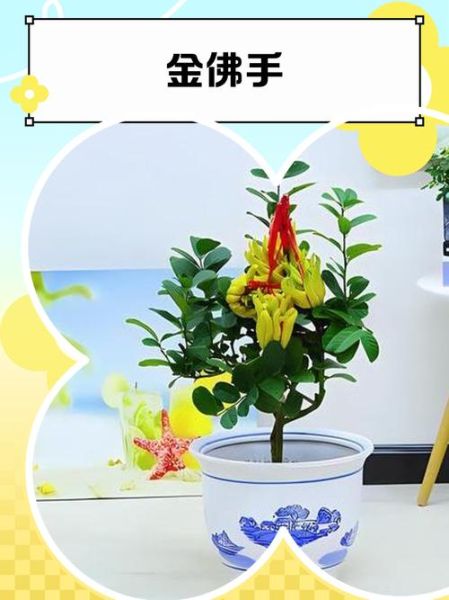 金佛手图片_金佛手怎么养护-第1张图片-山城妙识