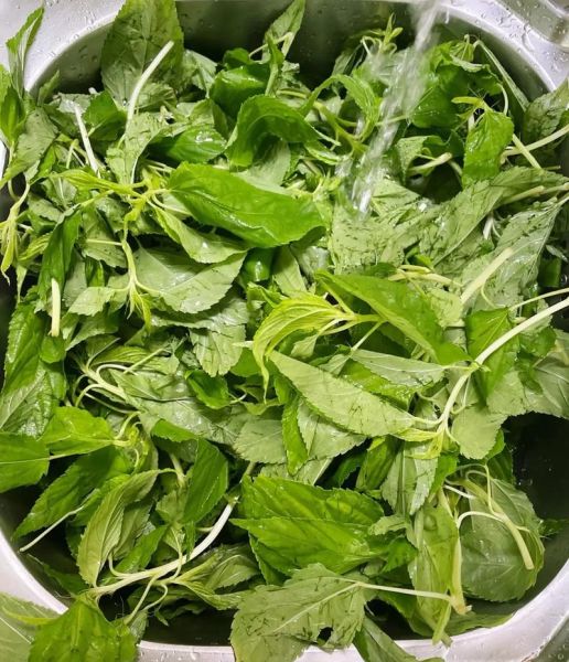 麻叶菜是什么_麻叶菜怎么做好吃-第2张图片-山城妙识 麻叶菜是什么_麻叶菜怎么做好吃-第2张图片-山城妙识