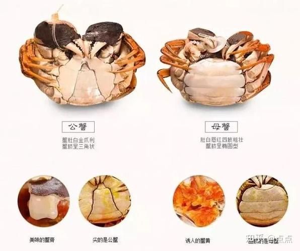蟹膏蟹黄是什么部位_蟹黄和蟹膏的区别-第1张图片-山城妙识 蟹膏蟹黄是什么部位_蟹黄和蟹膏的区别-第1张图片-山城妙识