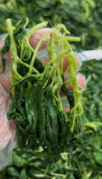 麻叶菜是什么_麻叶菜怎么做好吃-第3张图片-山城妙识 麻叶菜是什么_麻叶菜怎么做好吃-第3张图片-山城妙识