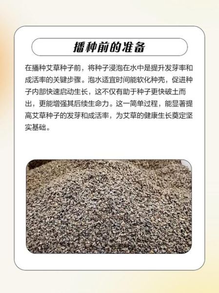 艾草种子怎么种_艾草种子种植方法-第1张图片-山城妙识