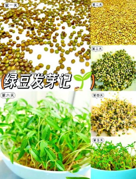 家庭绿豆芽怎么种_绿豆芽发芽温度多少合适-第1张图片-山城妙识