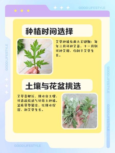 艾草种子怎么种_艾草种子种植方法-第3张图片-山城妙识