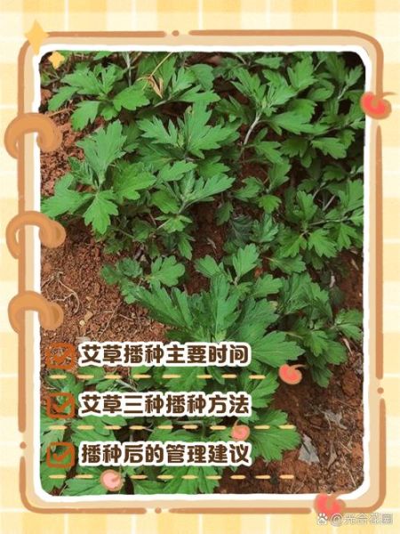 艾草种子怎么种_艾草种子种植方法-第2张图片-山城妙识