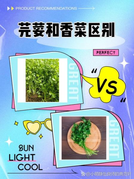 大芫荽和香菜的区别_哪个更好吃-第1张图片-山城妙识