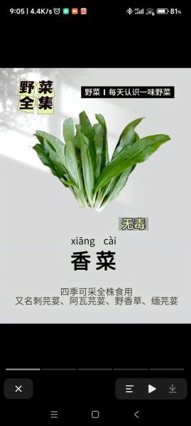 大芫荽和香菜的区别_哪个更好吃-第2张图片-山城妙识