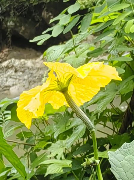 丝瓜花怎么吃_丝瓜花可以生吃吗-第1张图片-山城妙识 丝瓜花怎么吃_丝瓜花可以生吃吗-第1张图片-山城妙识