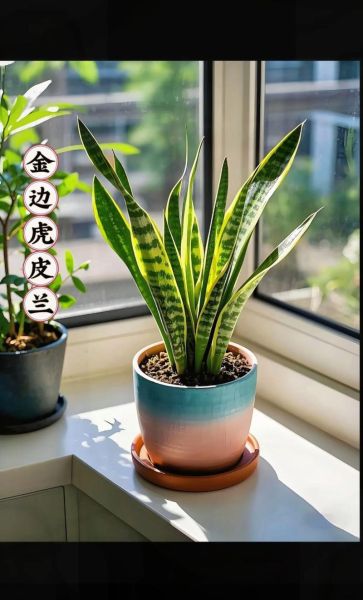 虎皮兰花图片大全_虎皮兰花怎么养-第1张图片-山城妙识