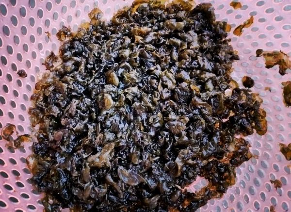 地皮菜图片_地皮菜怎么做好吃-第1张图片-山城妙识