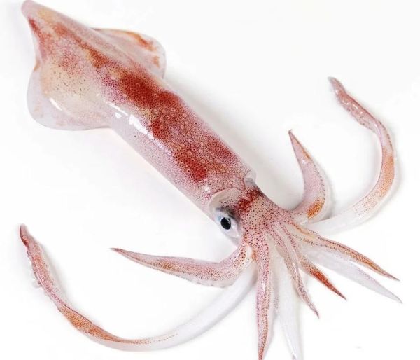 枪乌贼长什么样_枪乌贼和鱿鱼区别-第1张图片-山城妙识