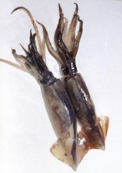 枪乌贼长什么样_枪乌贼和鱿鱼区别-第2张图片-山城妙识