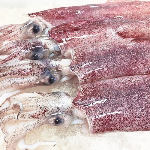 枪乌贼长什么样_枪乌贼和鱿鱼区别-第3张图片-山城妙识