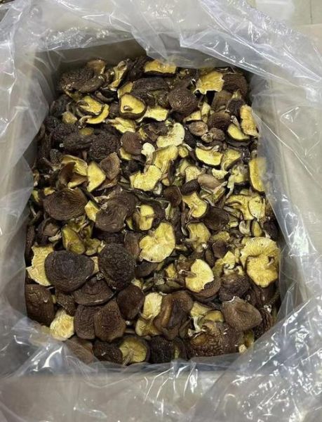 野生香菇的功效与作用_野生香菇怎么吃最营养-第1张图片-山城妙识