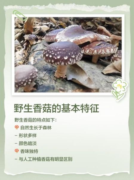 野生香菇的功效与作用_野生香菇怎么吃最营养-第3张图片-山城妙识