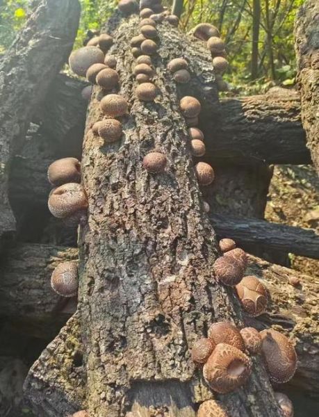 野生香菇的功效与作用_野生香菇怎么吃最营养-第2张图片-山城妙识