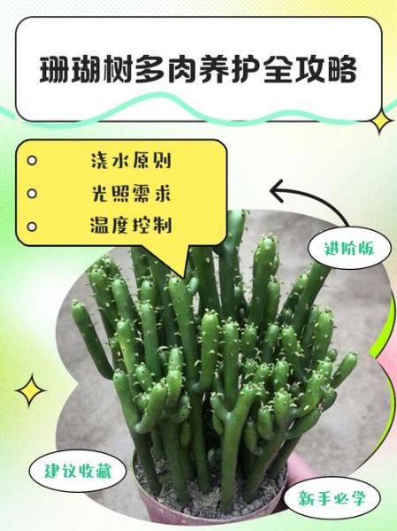 珊瑚树怎么养_珊瑚树有毒吗-第3张图片-山城妙识