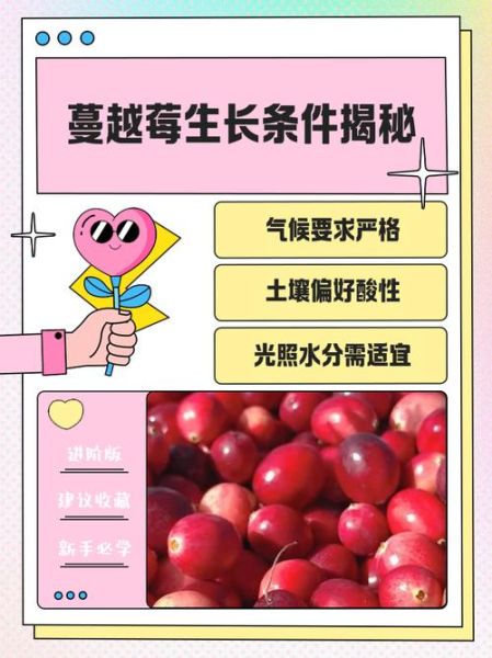 蔓越莓长在水里吗_蔓越莓种植环境揭秘-第1张图片-山城妙识 蔓越莓长在水里吗_蔓越莓种植环境揭秘-第1张图片-山城妙识