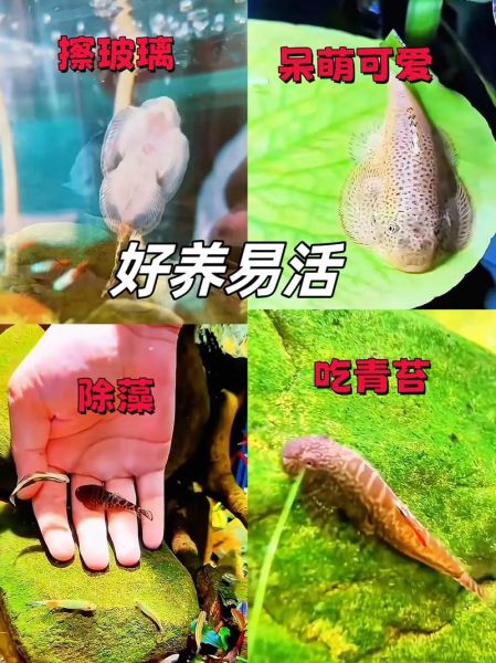 清道夫图片_清道夫鱼怎么养-第1张图片-山城妙识