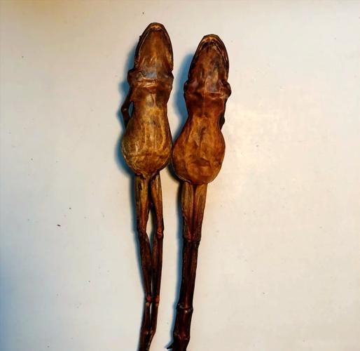 木瓜炖雪蛤是什么东西_木瓜炖雪蛤的功效与禁忌-第2张图片-山城妙识 木瓜炖雪蛤是什么东西_木瓜炖雪蛤的功效与禁忌-第2张图片-山城妙识