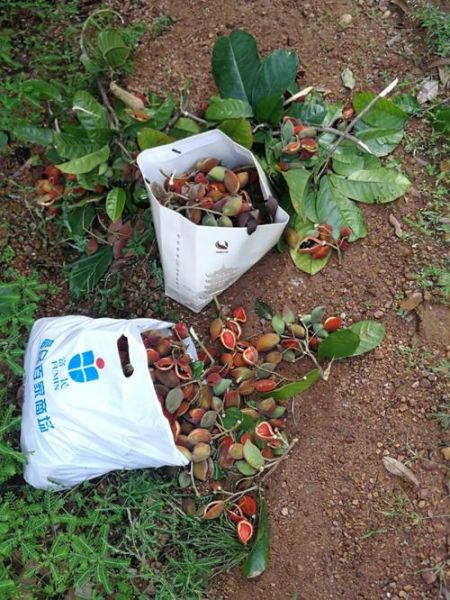 野生九层皮树长什么样_如何辨别九层皮树真假-第1张图片-山城妙识