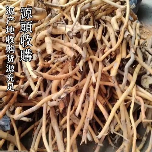 野生九层皮树长什么样_如何辨别九层皮树真假-第2张图片-山城妙识