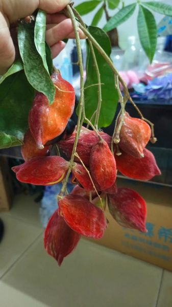 野生九层皮树长什么样_如何辨别九层皮树真假-第3张图片-山城妙识