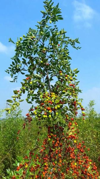 酸枣图片大全_如何辨别野生酸枣与栽培品种-第2张图片-山城妙识
