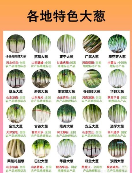 葱的品种图片大全_如何区分常见葱类-第1张图片-山城妙识 葱的品种图片大全_如何区分常见葱类-第1张图片-山城妙识
