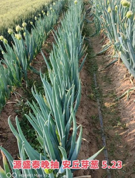 葱的品种图片大全_如何区分常见葱类-第3张图片-山城妙识 葱的品种图片大全_如何区分常见葱类-第3张图片-山城妙识