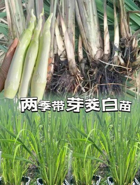 茭白种植技术_茭白病虫害防治方法-第1张图片-山城妙识 茭白种植技术_茭白病虫害防治方法-第1张图片-山城妙识