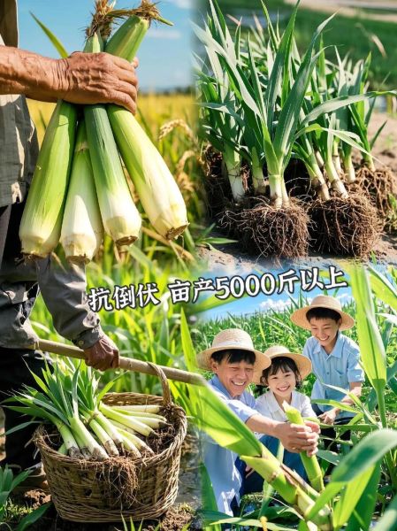 茭白种植技术_茭白病虫害防治方法-第3张图片-山城妙识 茭白种植技术_茭白病虫害防治方法-第3张图片-山城妙识