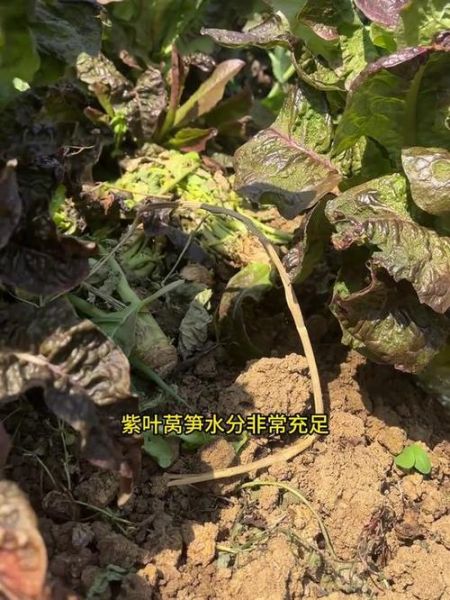 莴苣叶子变紫能吃吗_变紫原因与食用安全-第1张图片-山城妙识 莴苣叶子变紫能吃吗_变紫原因与食用安全-第1张图片-山城妙识