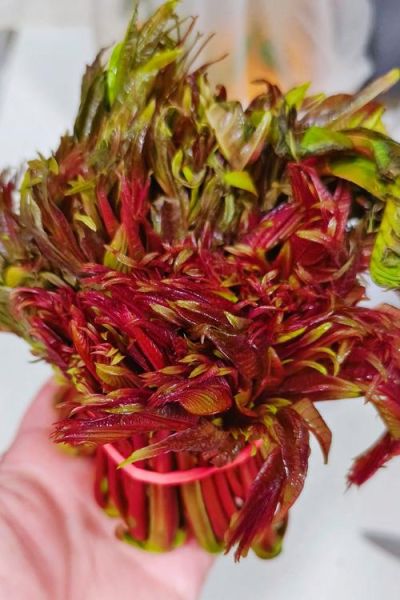 香椿炒鸡蛋的营养价值_香椿炒鸡蛋吃了有什么好处-第2张图片-山城妙识 香椿炒鸡蛋的营养价值_香椿炒鸡蛋吃了有什么好处-第2张图片-山城妙识