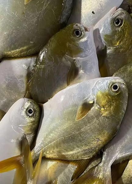 金昌鱼图片大全大图_高清金昌鱼照片怎么拍-第1张图片-山城妙识 金昌鱼图片大全大图_高清金昌鱼照片怎么拍-第1张图片-山城妙识