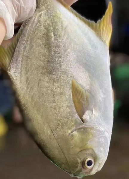 金昌鱼图片大全大图_高清金昌鱼照片怎么拍-第2张图片-山城妙识 金昌鱼图片大全大图_高清金昌鱼照片怎么拍-第2张图片-山城妙识